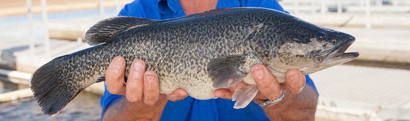 Sustainable Murray cod | Farmed cod | Aquna Sustainable Murray Cod