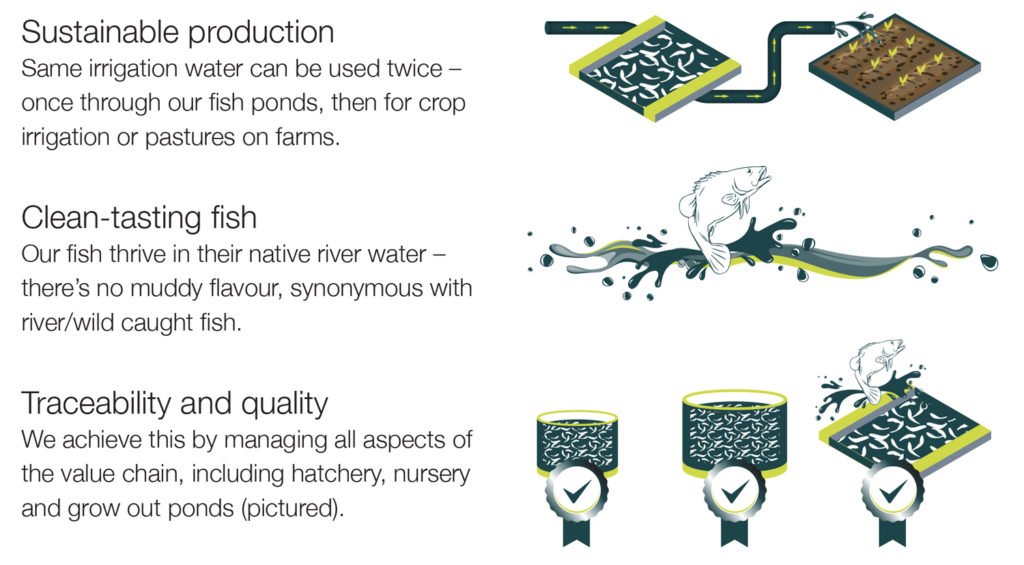 Murray cod farming | Aquna Sustainable Murray Cod