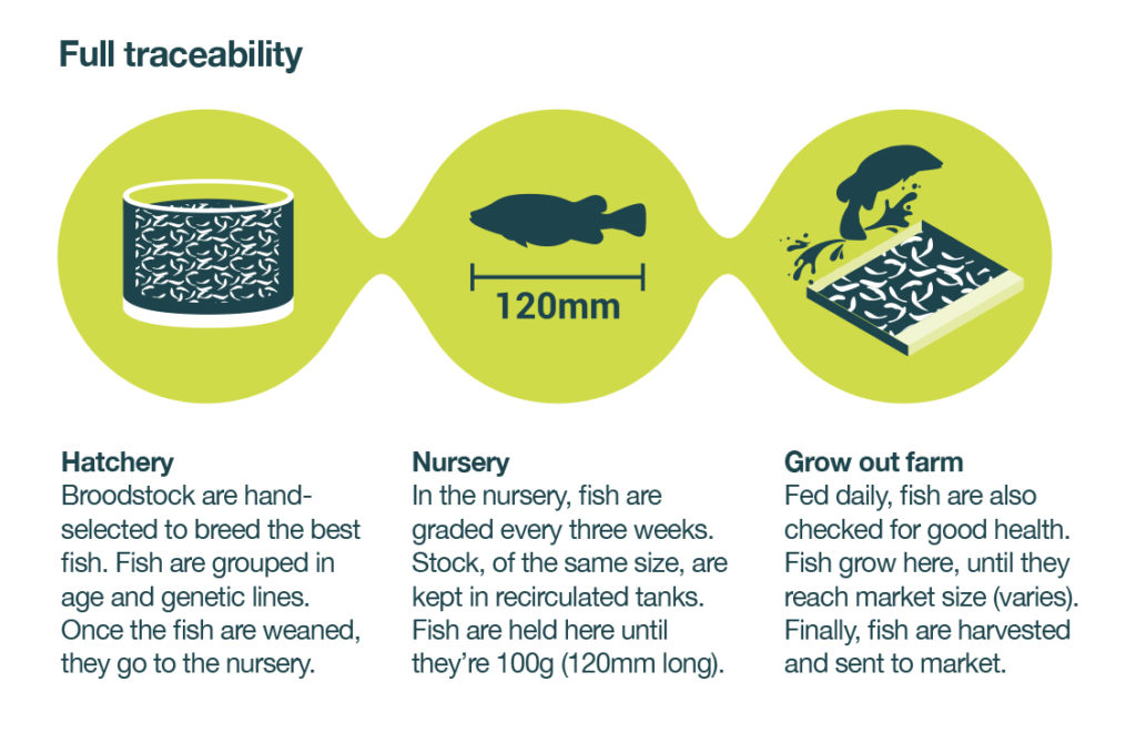 Quality Murray cod | Aquna Sustainable Murray Cod