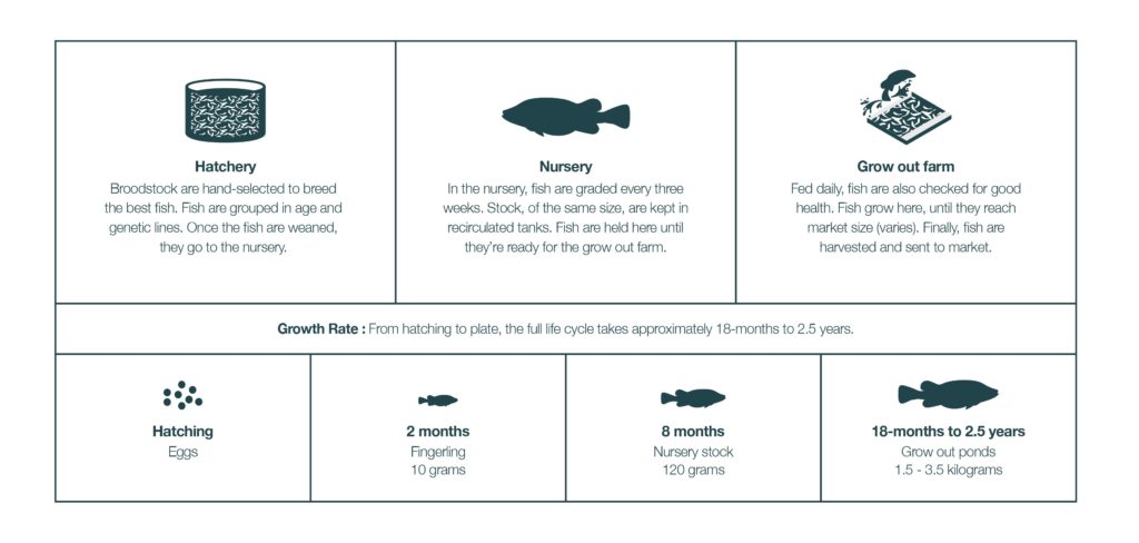 Murray cod farming | Aquna Sustainable Murray Cod