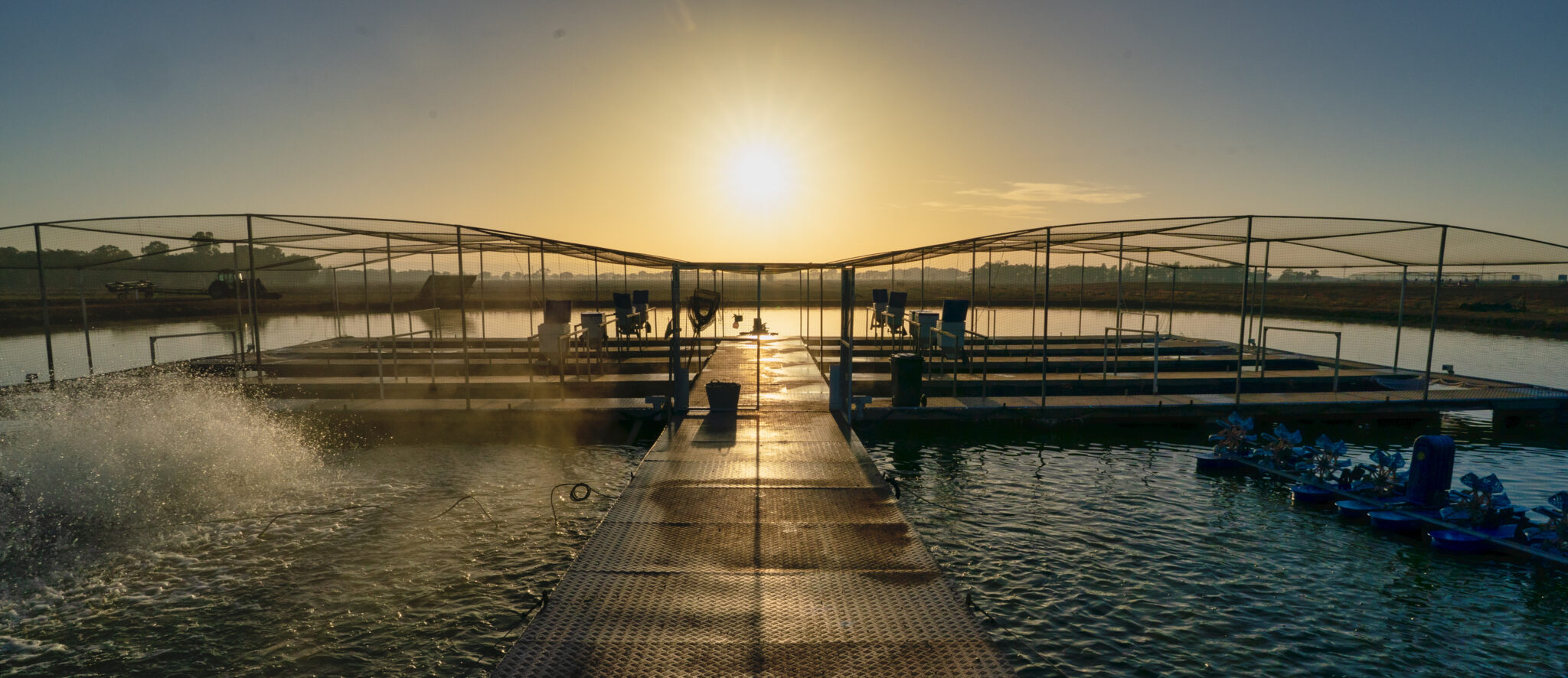 Murray Cod Australia Limited | ASX:MCA | Aquna Sustainable Murray Cod